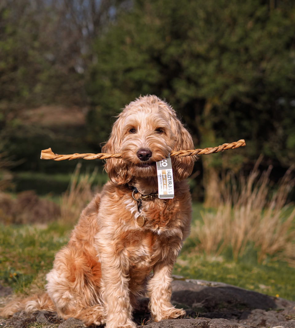 Nova ~ Giant Goat Braid 30cm - One Of The Family Raw Dog Food